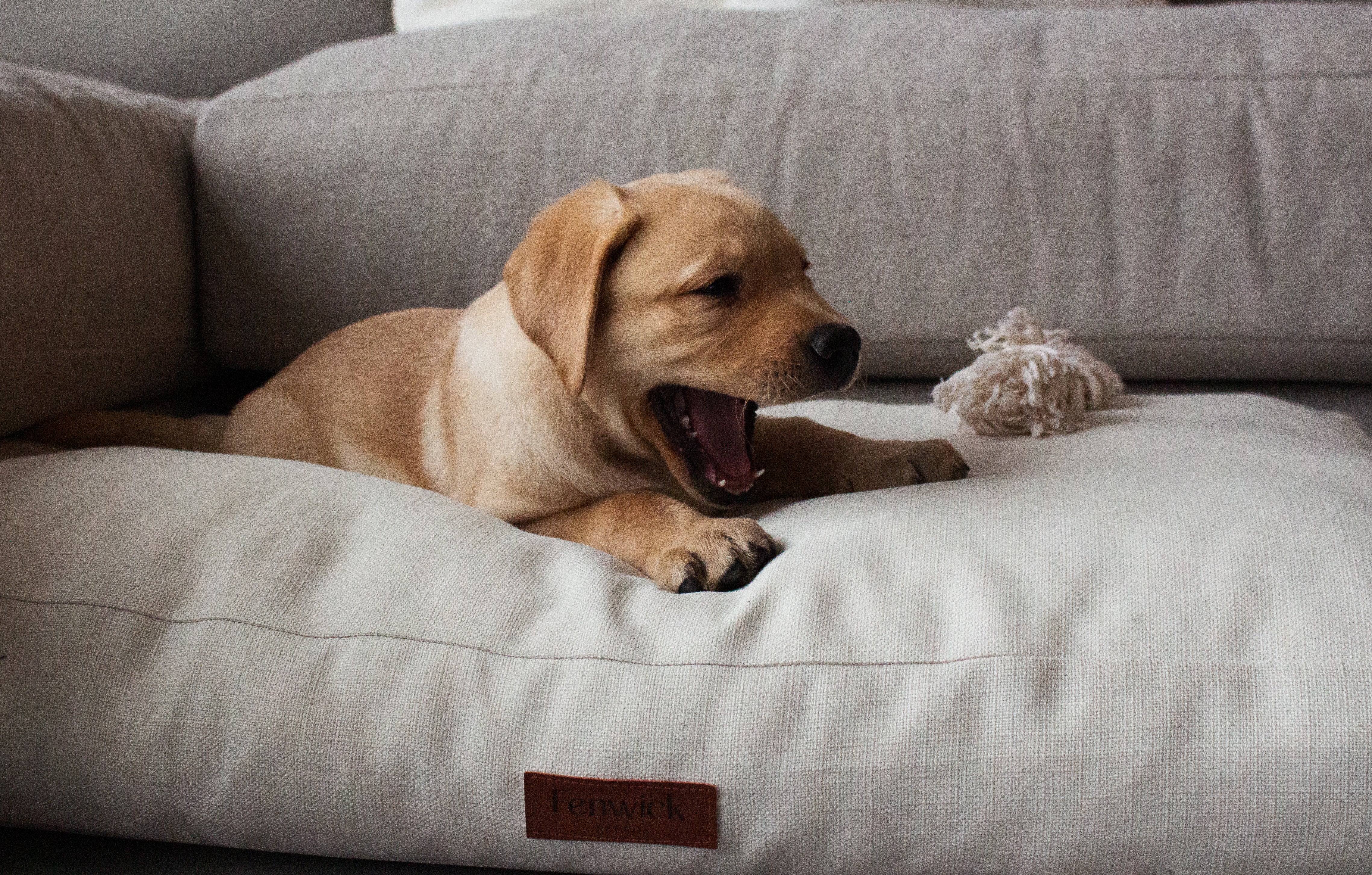 Tips for Your Dog's Bedtime Routine – Fenwick Pet Co.