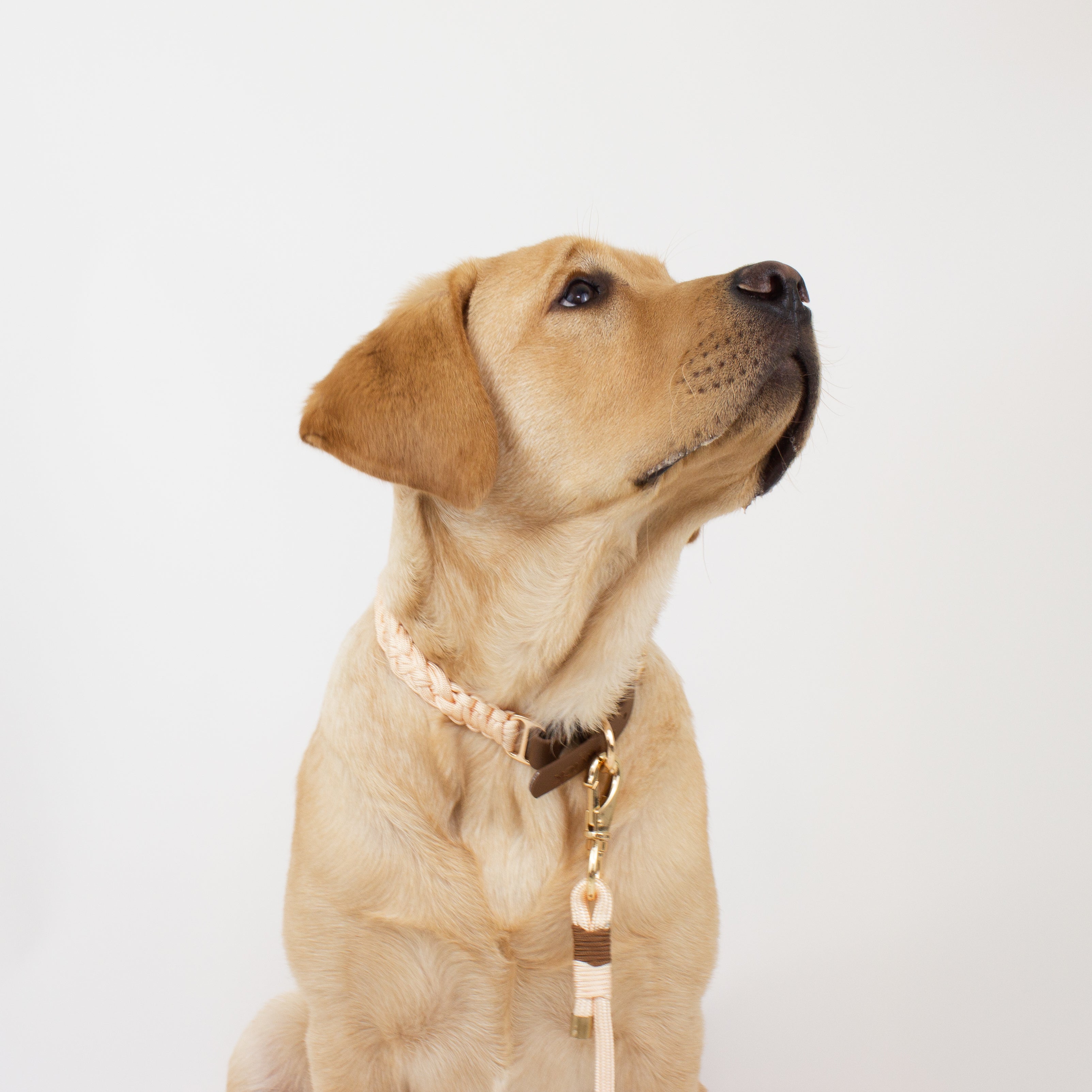 Light Peach Collar & Leash Set – Fenwick Pet Co.